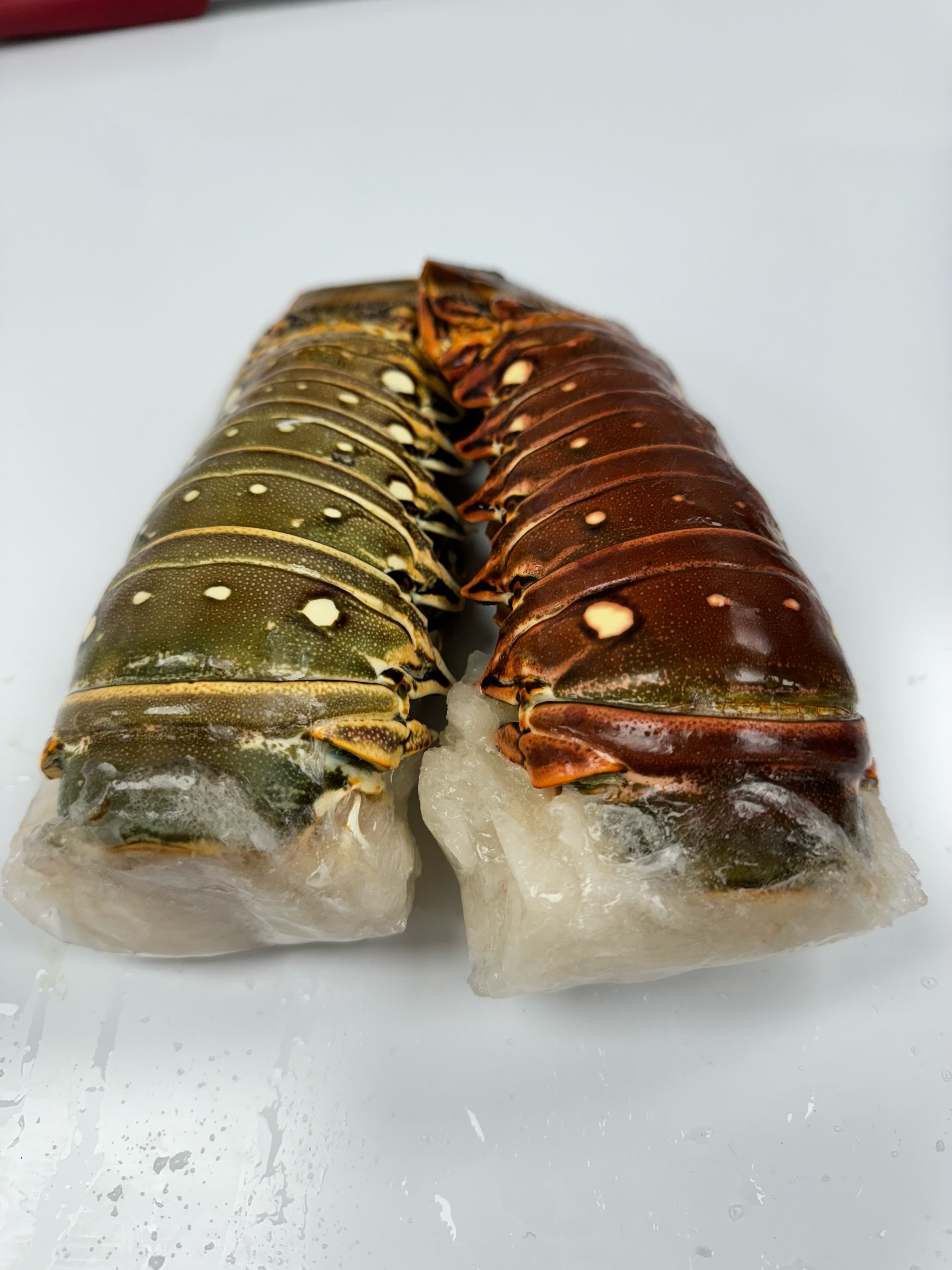 14-16oz Frozen Rock Lobster Tail – Haworth Fish Co