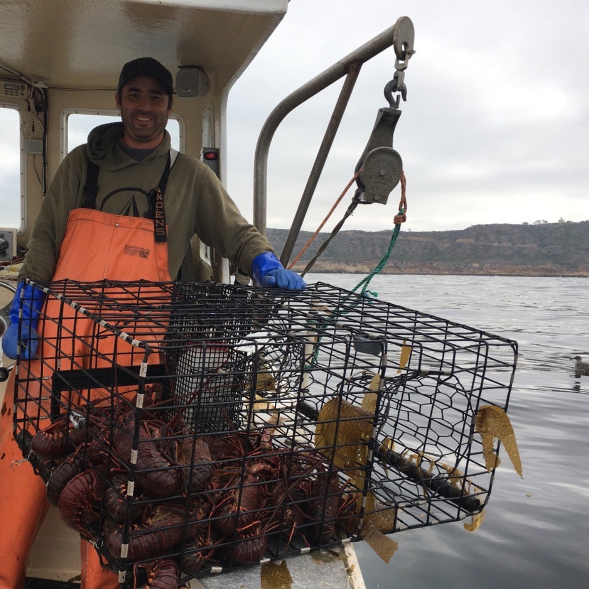 Whole Live Local Spiny Lobster 1lb-1.5lb – Haworth Fish Co