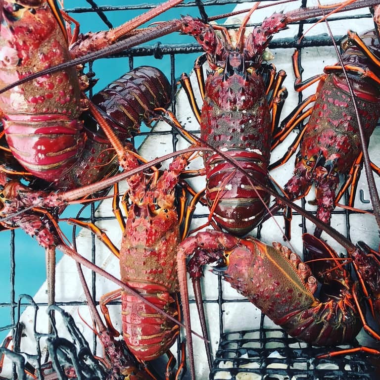 1lb-1.5lb Lobster – Haworth Fish Co