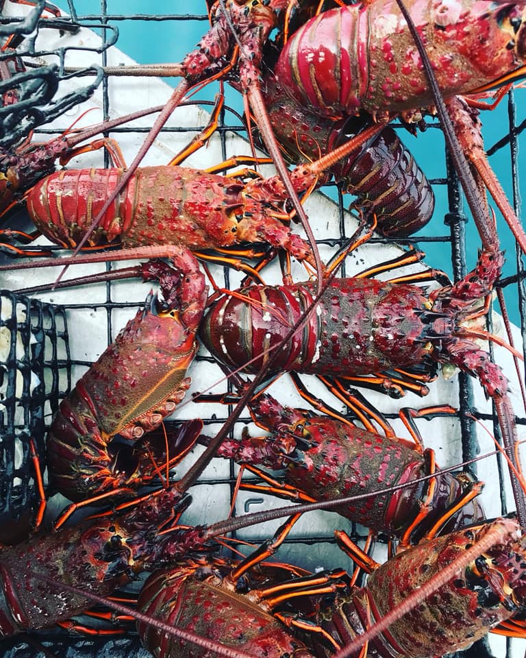 Live California Spiny Lobster – Haworth Fish