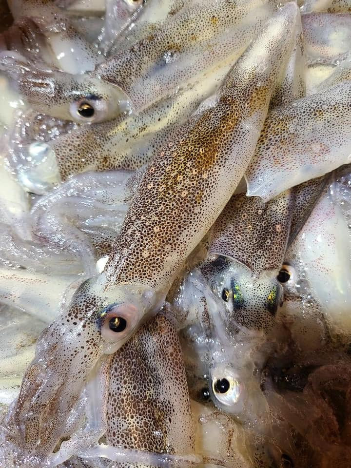 Squid - 1 lb – Haworth Fish Co