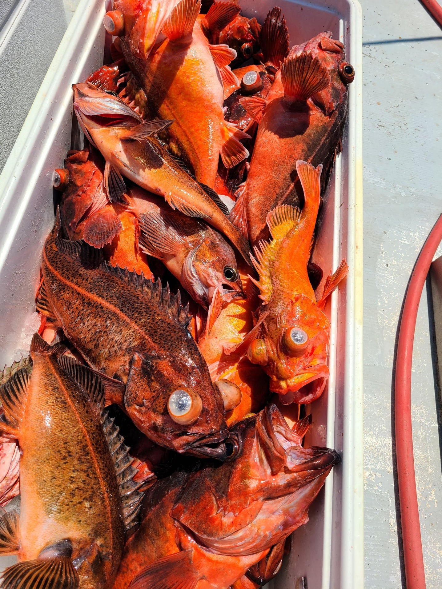 Whole Rockfish approx. 2-2.5lbs each – Haworth Fish Co