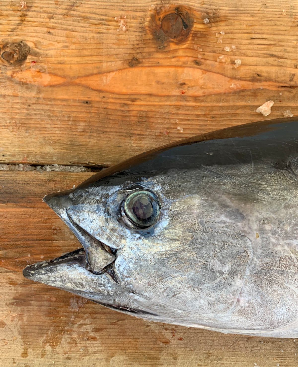 Tuna Head & Collar – Haworth Fish Co