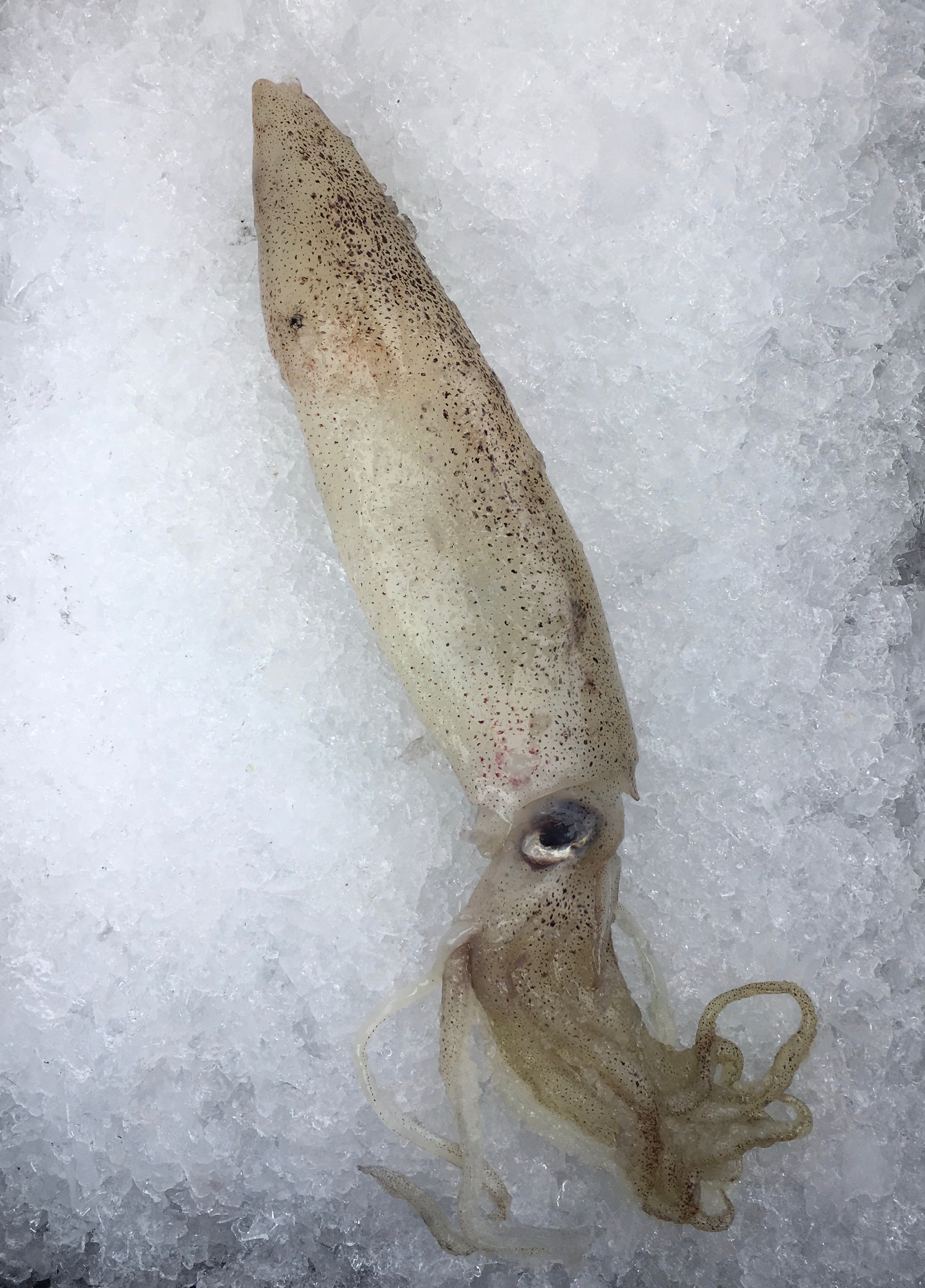 Squid - 1 lb – Haworth Fish Co