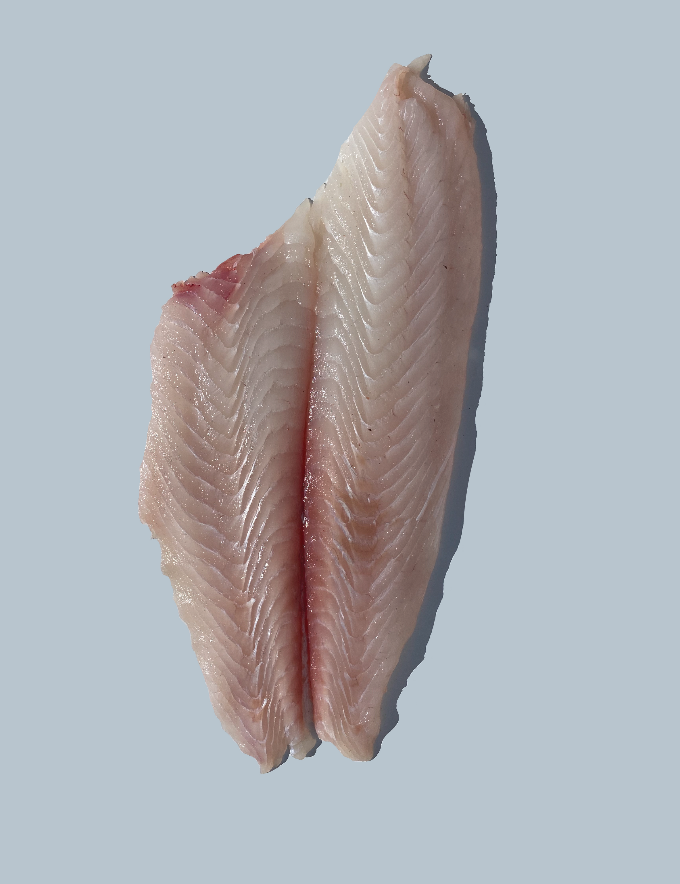 1lb Halibut – Haworth Fish Co