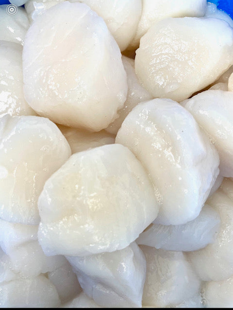 1lb Scallops – Haworth Fish Co